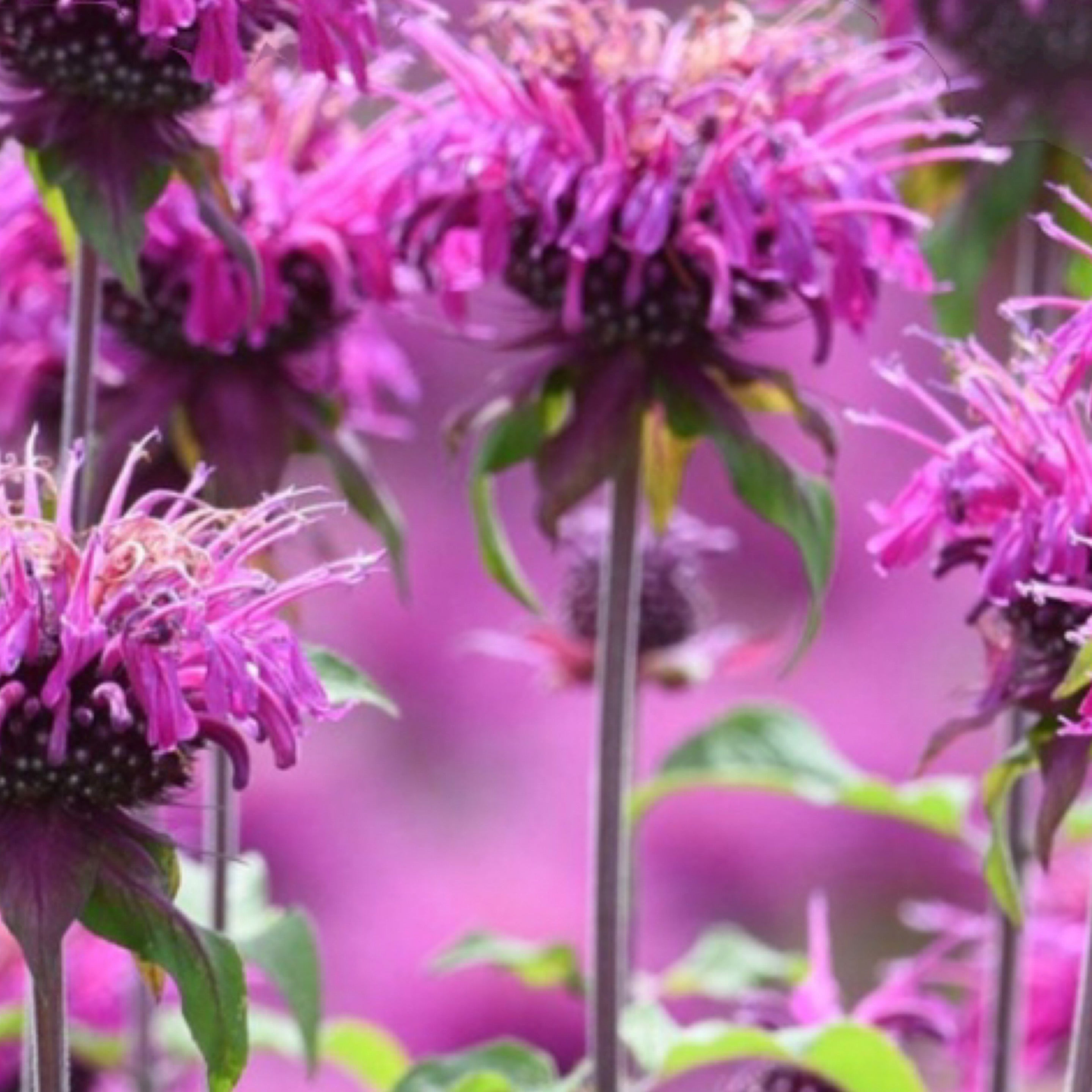Georgia Native - Bee Balm | Cottage Oak Nursery and Naturals, LLC