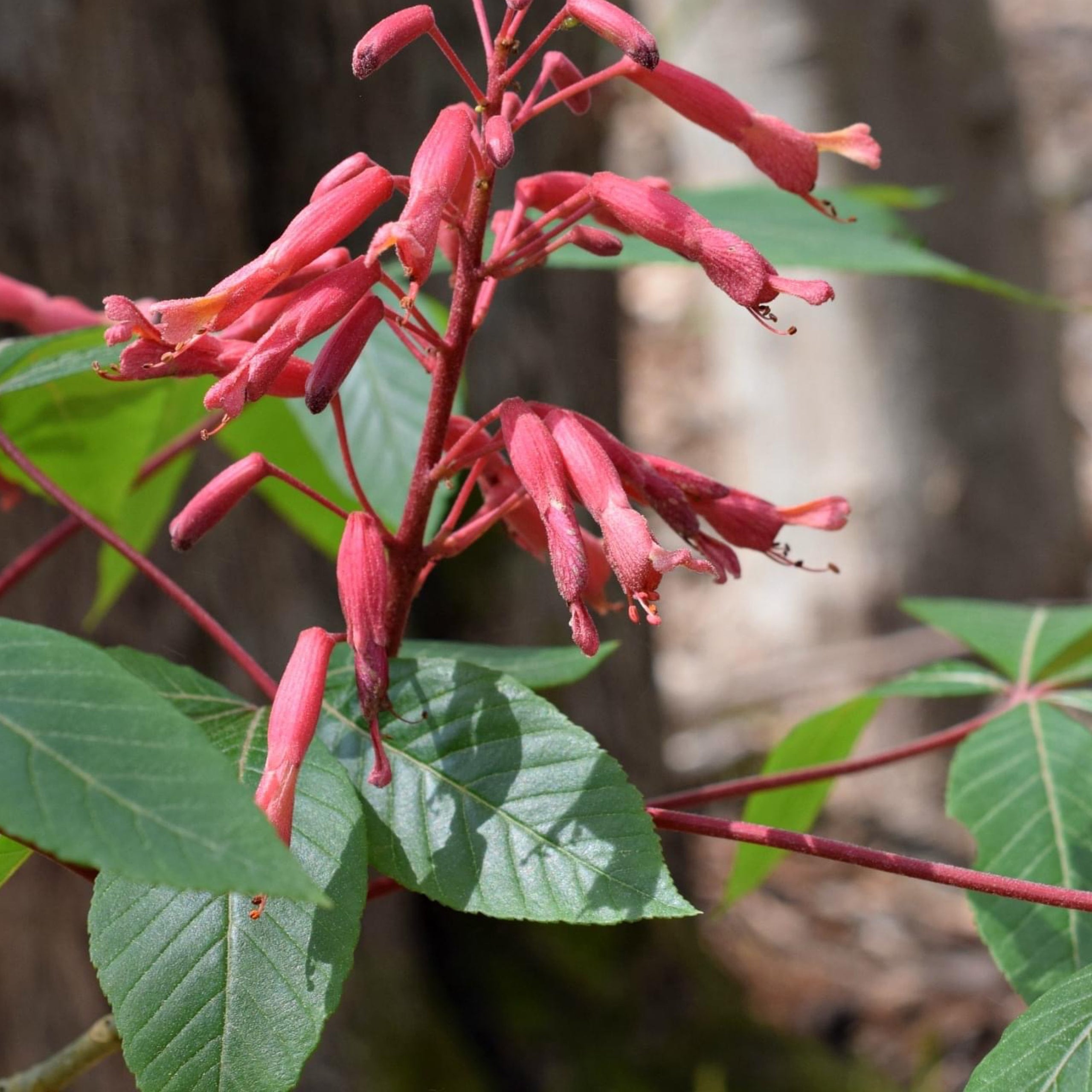 Georgia Native - Red Buckeye | Cottage Oak Nursery and Naturals, LLC