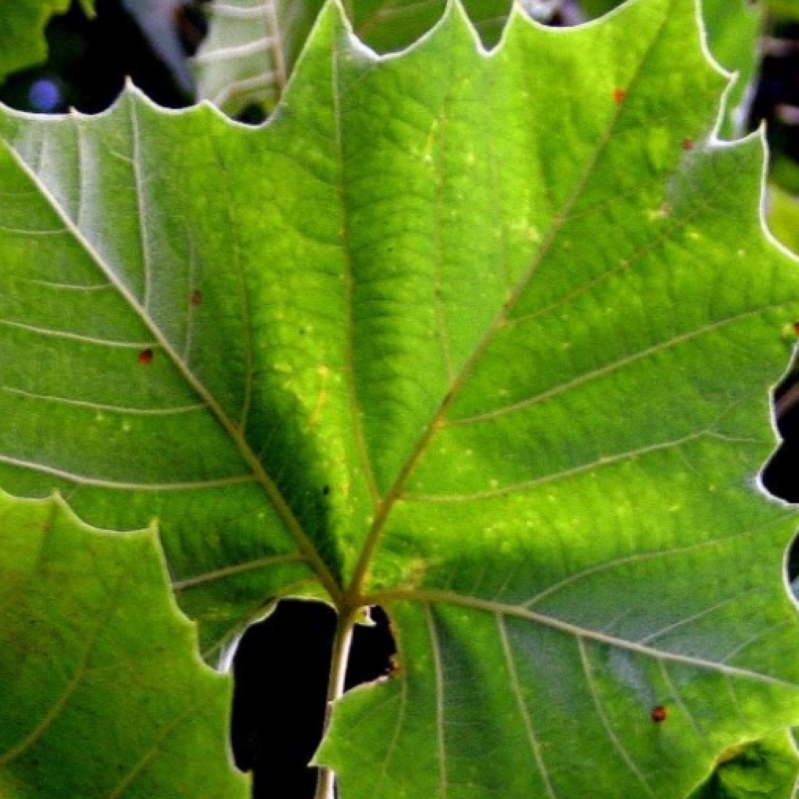 Georgia Native - Sycamore Tree 3 gallon | Cottage Oak Nursery and ...