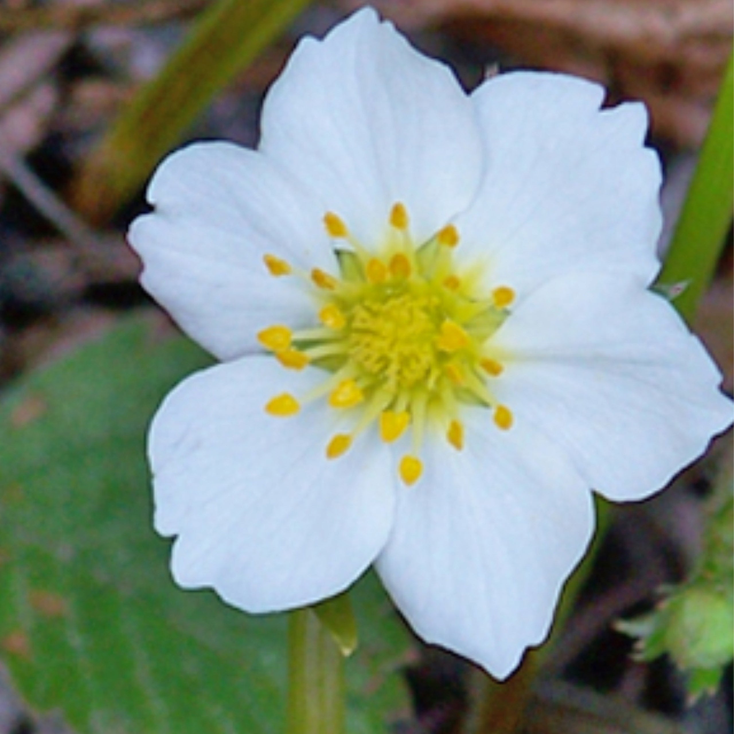 Georgia Native Strawberry plant (groundcovers) | Cottage Oak Nursery ...